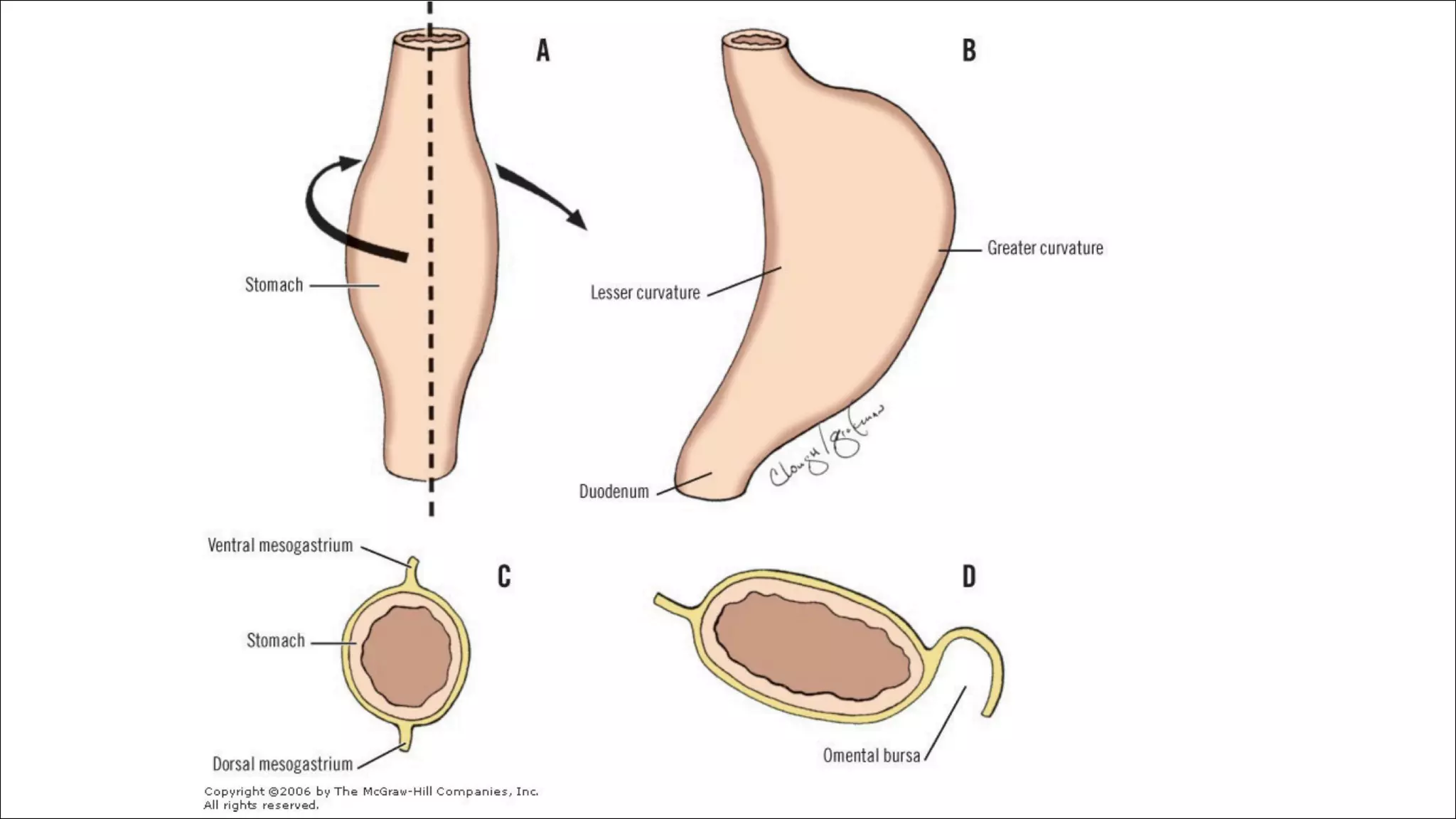 SURGICAL ANATOMY OF STOMACH AND DUODENUM dr. bruhath^final. .pdf