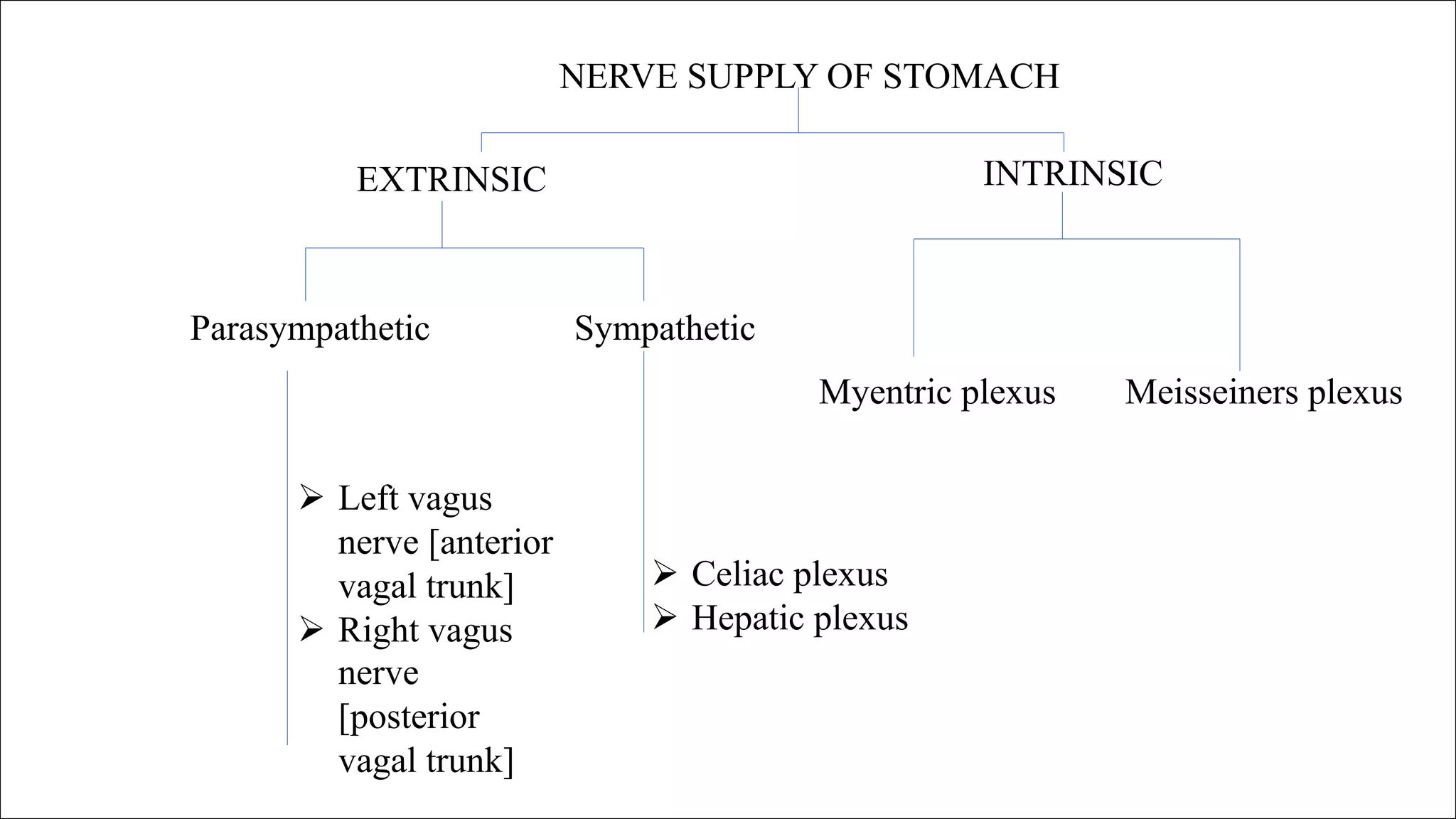 SURGICAL ANATOMY OF STOMACH AND DUODENUM dr. bruhath^final. .pdf