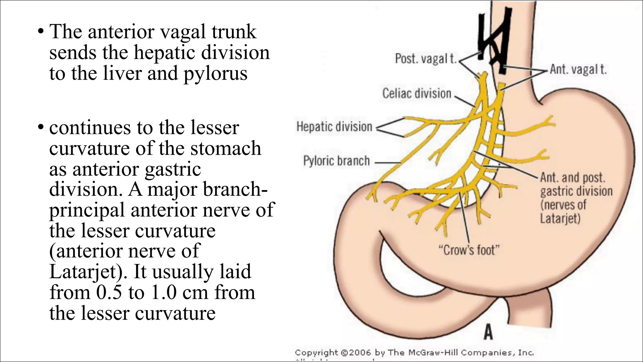 SURGICAL ANATOMY OF STOMACH AND DUODENUM dr. bruhath^final. .pdf