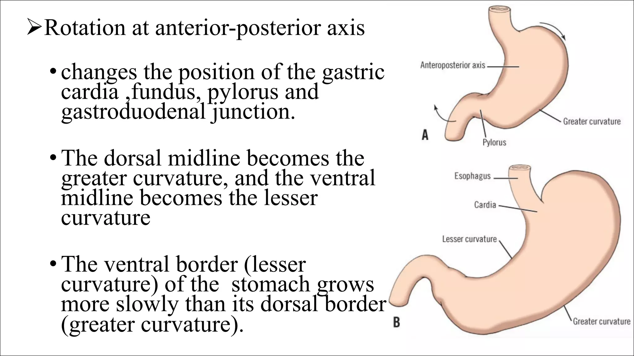 SURGICAL ANATOMY OF STOMACH AND DUODENUM dr. bruhath^final. .pdf