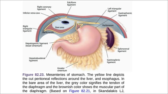 SURGICAL ANATOMY OF STOMACH AND DUODENUM dr. bruhath^final. .pdf
