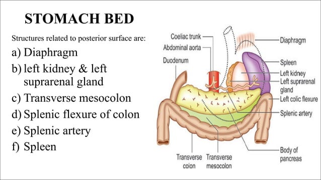 SURGICAL ANATOMY OF STOMACH AND DUODENUM dr. bruhath^final. .pdf