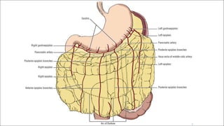 SURGICAL ANATOMY OF STOMACH AND DUODENUM dr. bruhath^final. .pdf
