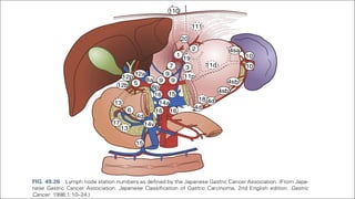 SURGICAL ANATOMY OF STOMACH AND DUODENUM dr. bruhath^final. .pdf