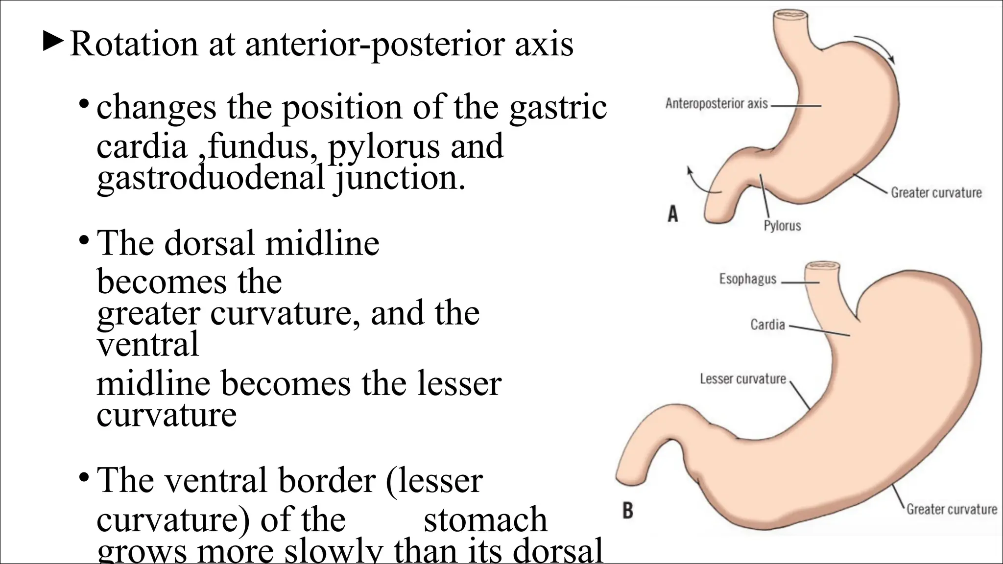 surgical anatomy of stomach and duodenum | PPTX