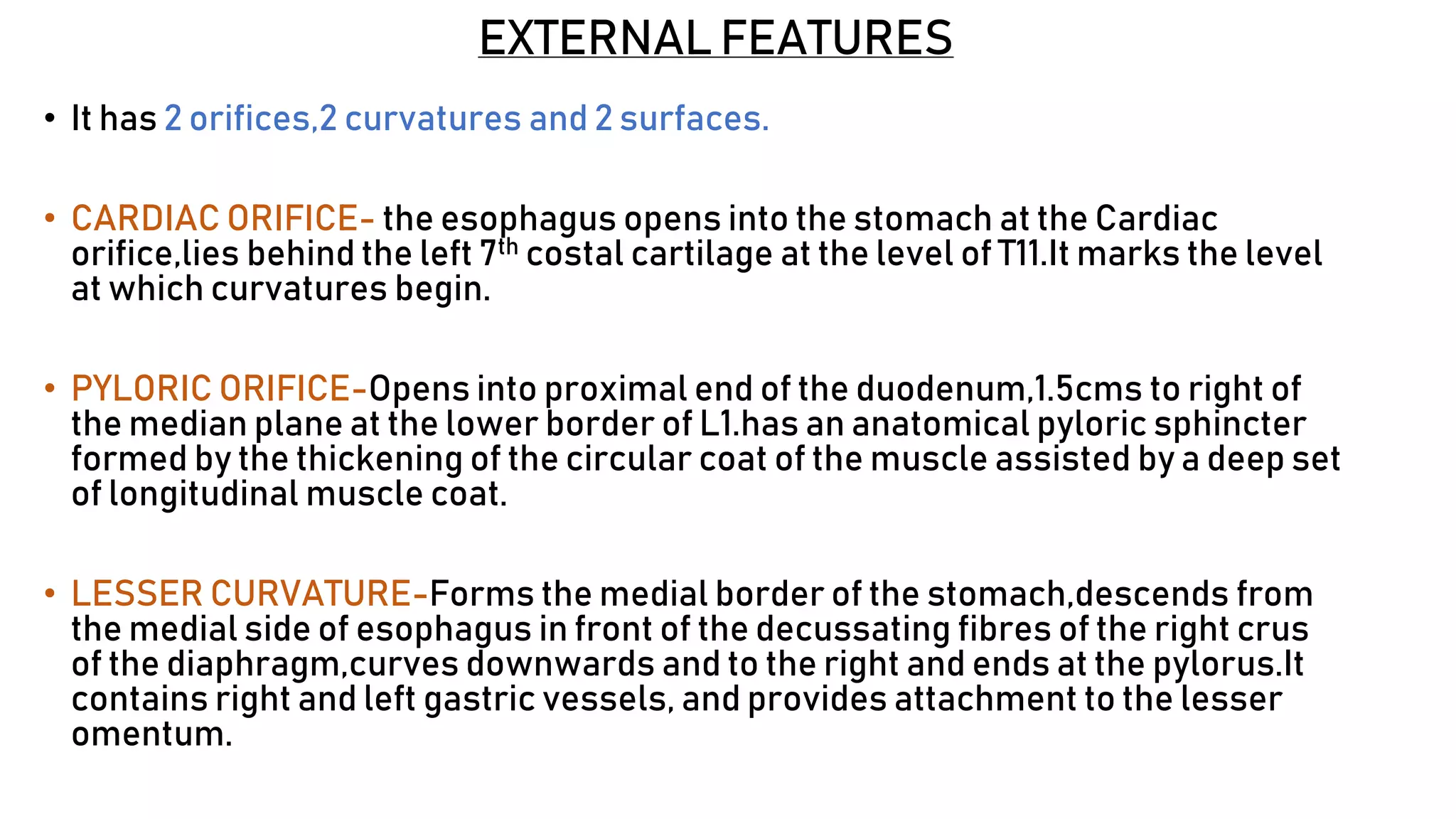 SURGICAL ANATOMY OF STOMACH [Autosaved].pptx