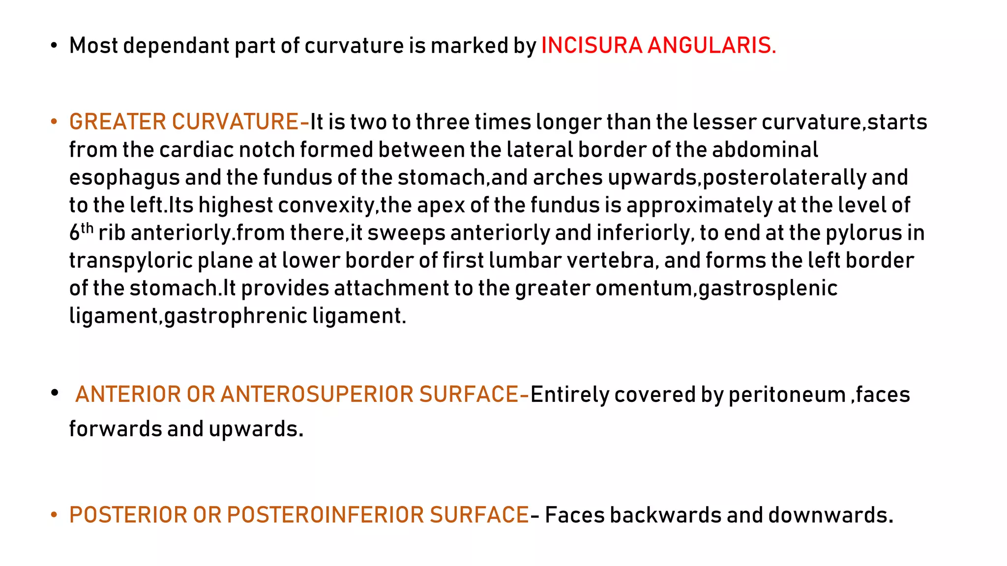 SURGICAL ANATOMY OF STOMACH [Autosaved].pptx