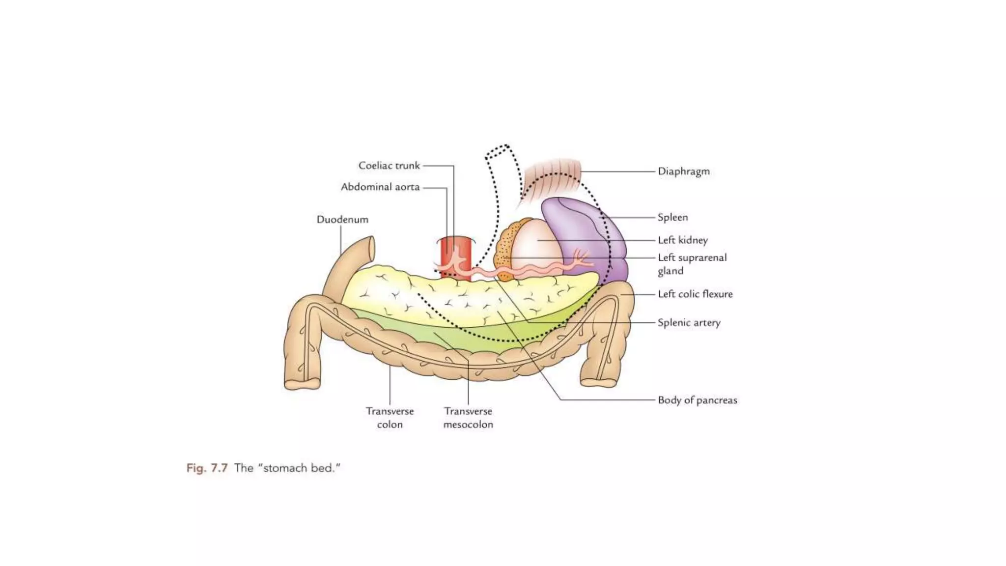 SURGICAL ANATOMY OF STOMACH [Autosaved].pptx