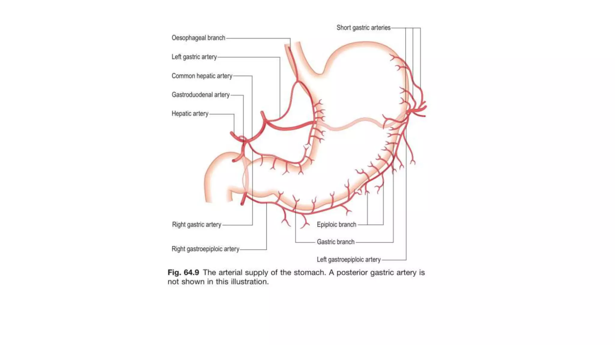 SURGICAL ANATOMY OF STOMACH [Autosaved].pptx
