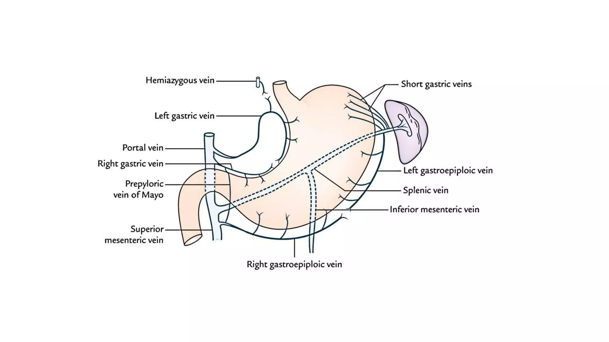 SURGICAL ANATOMY OF STOMACH [Autosaved].pptx