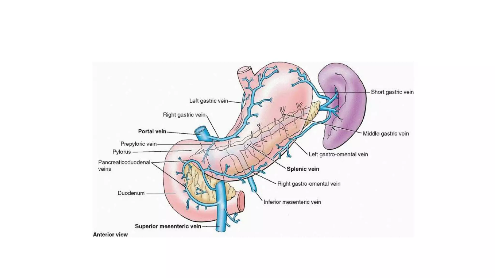 SURGICAL ANATOMY OF STOMACH [Autosaved].pptx