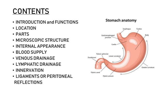 SURGICAL ANATOMY OF STOMACH [Autosaved].pptx