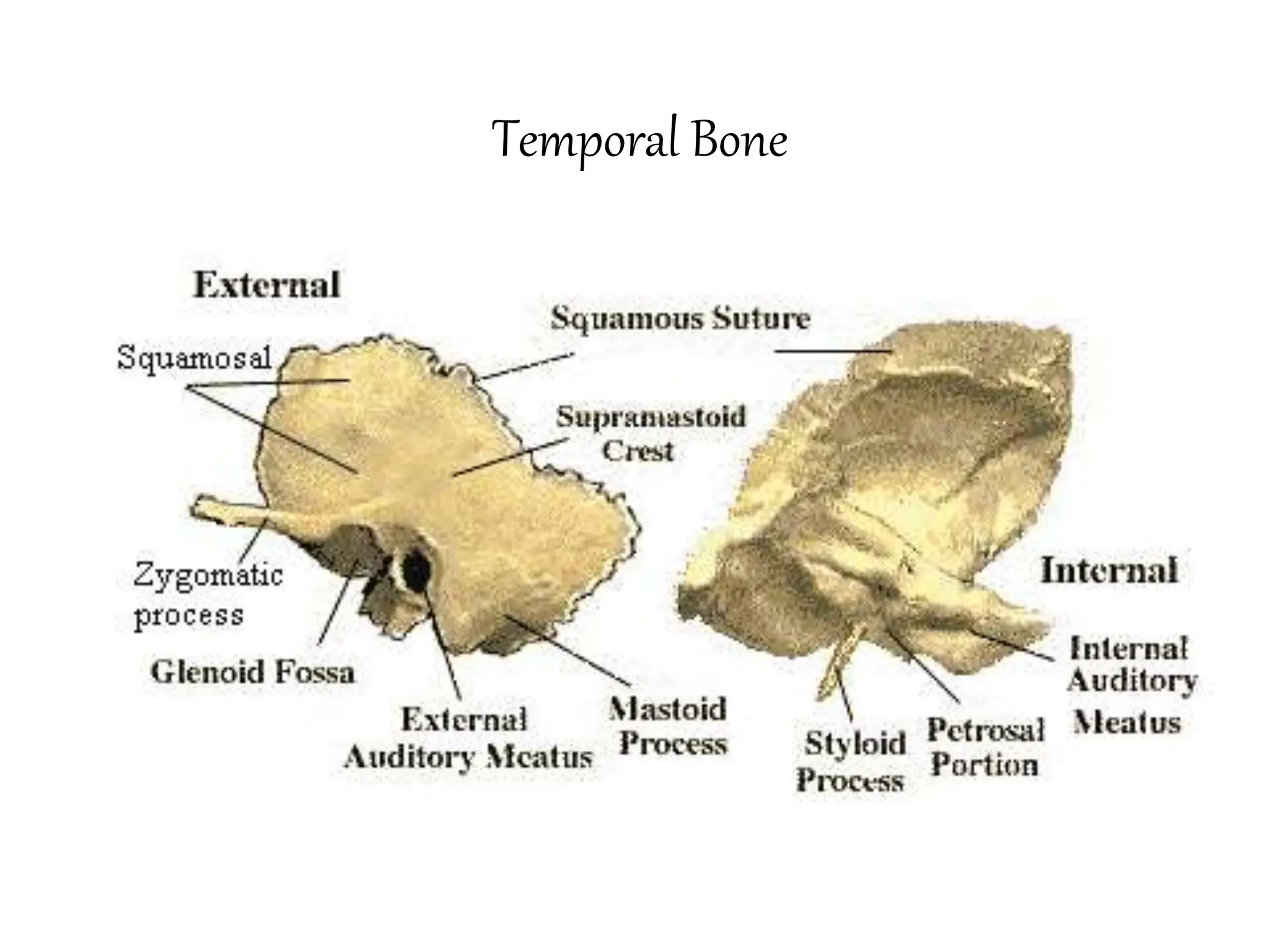 SURGICAL ANATOMY OF TB - 2017.pptx