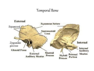 SURGICAL ANATOMY OF TB - 2017.pptx
