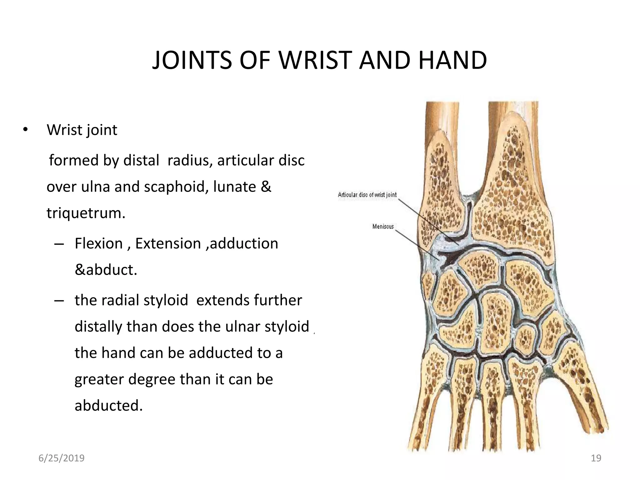 Surgical anatomy of the hand copy - copy | PPTX