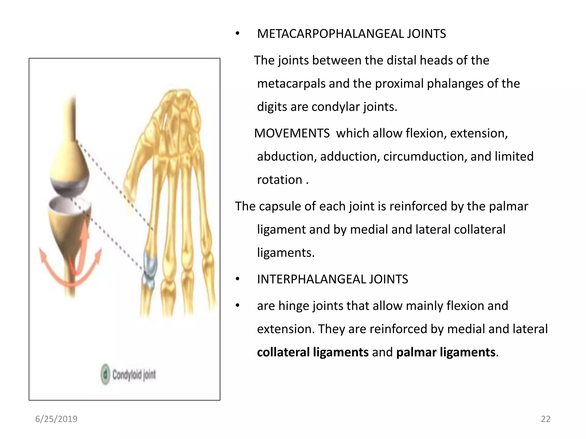 Surgical anatomy of the hand copy - copy | PPTX