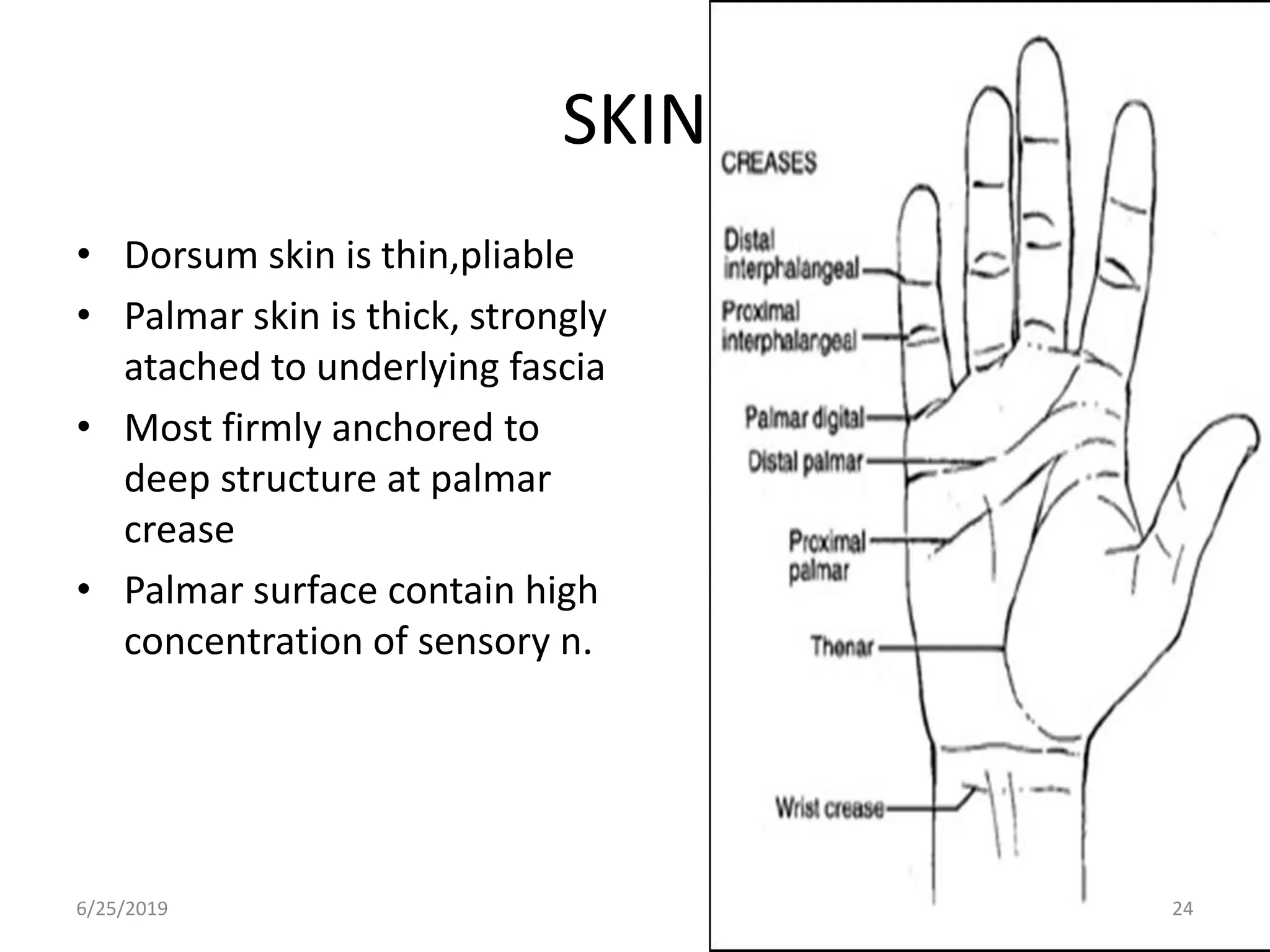 Surgical anatomy of the hand copy - copy | PPTX