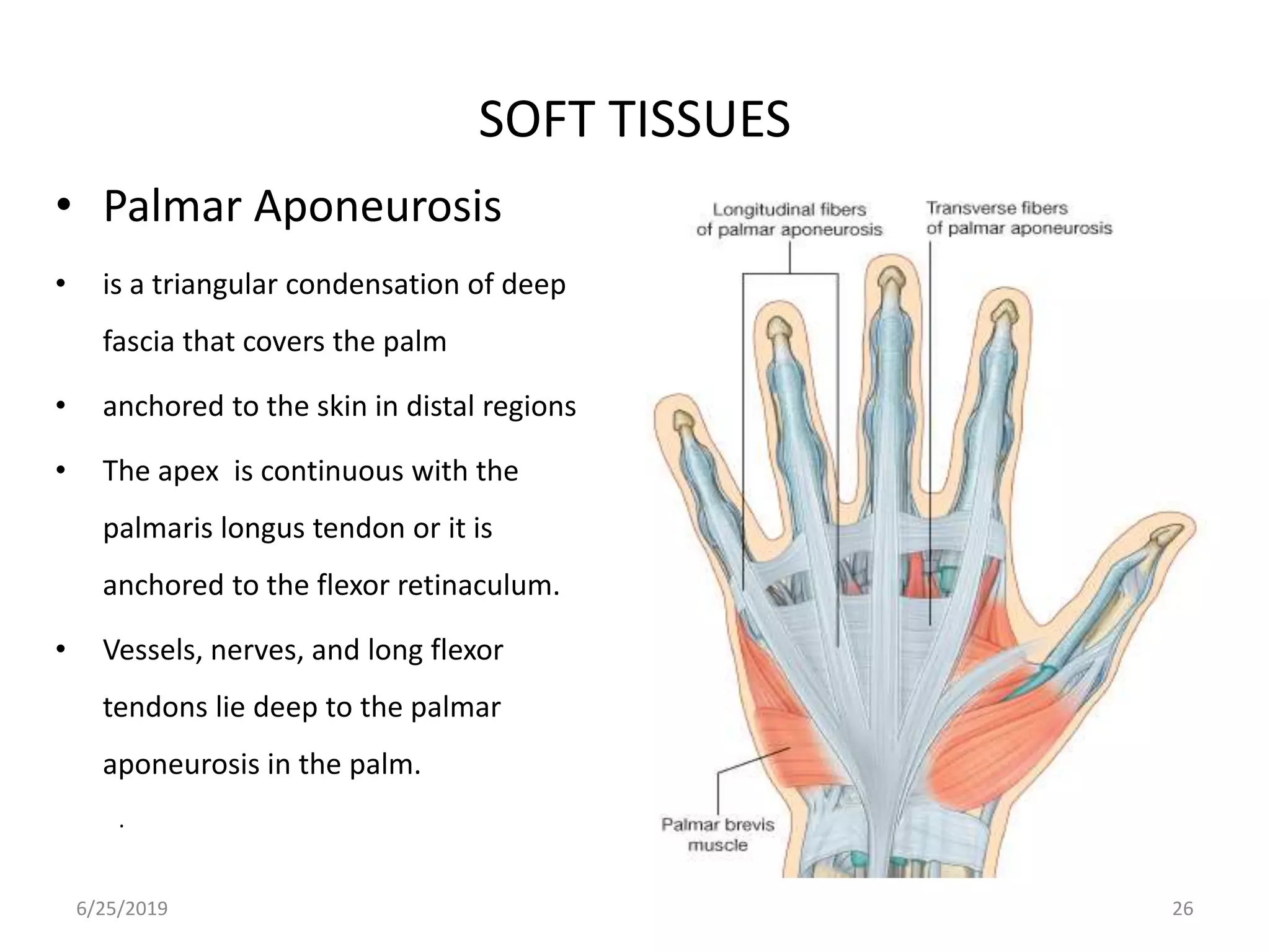 Surgical anatomy of the hand copy - copy | PPTX