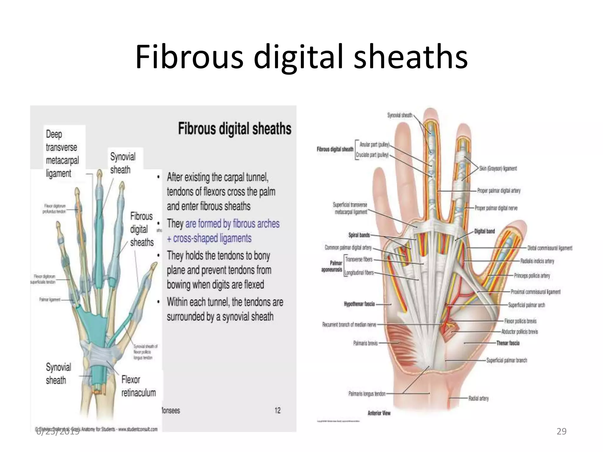 Surgical anatomy of the hand copy - copy | PPTX
