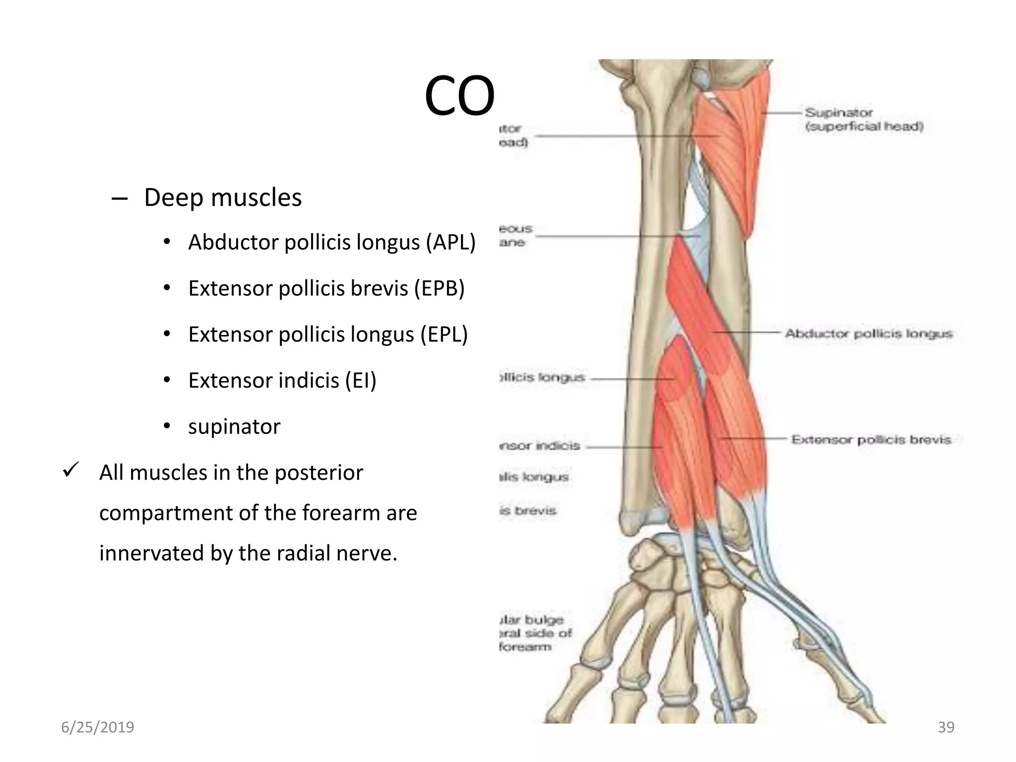 Surgical anatomy of the hand copy - copy | PPTX