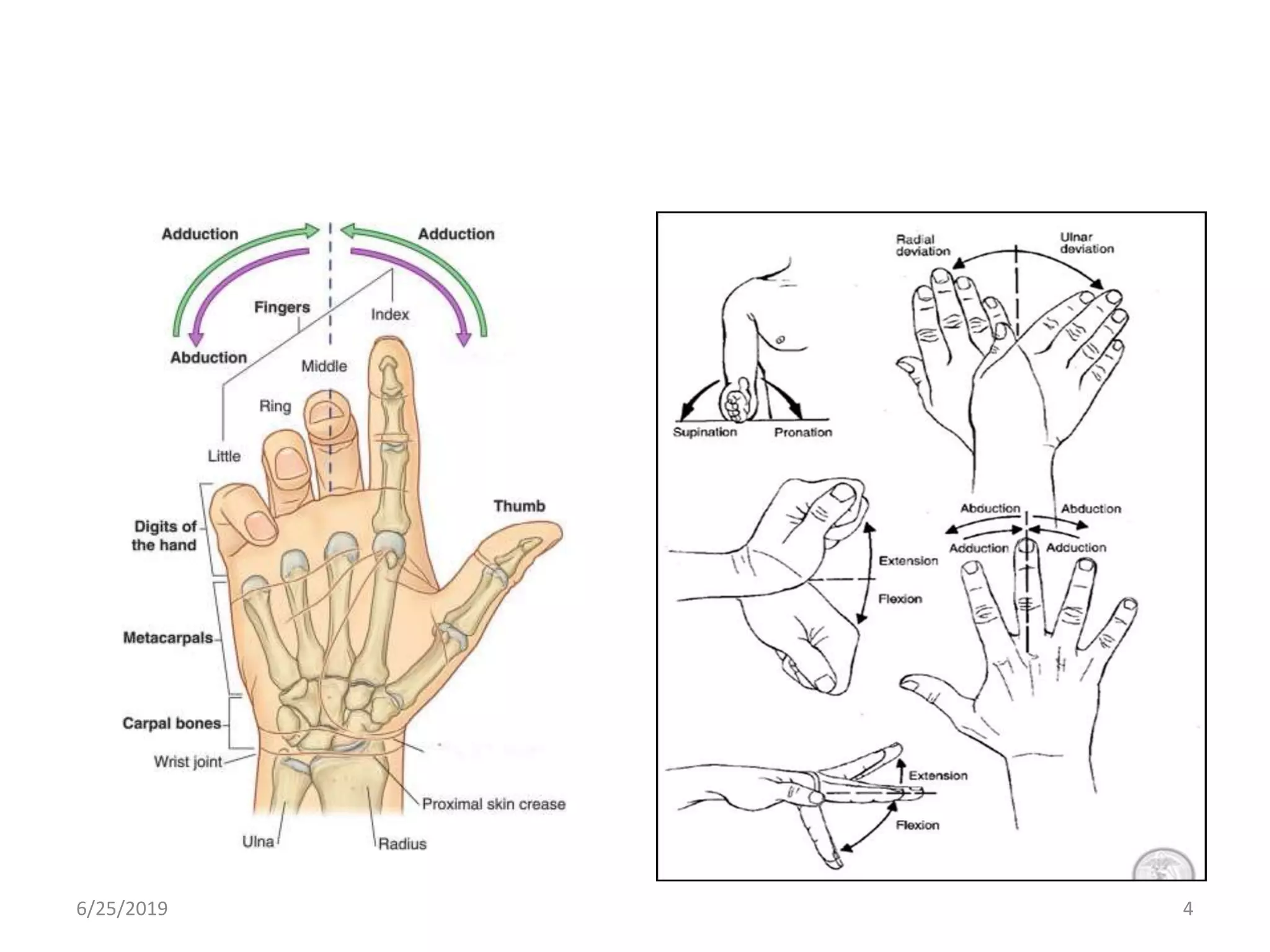 Surgical anatomy of the hand copy - copy | PPTX