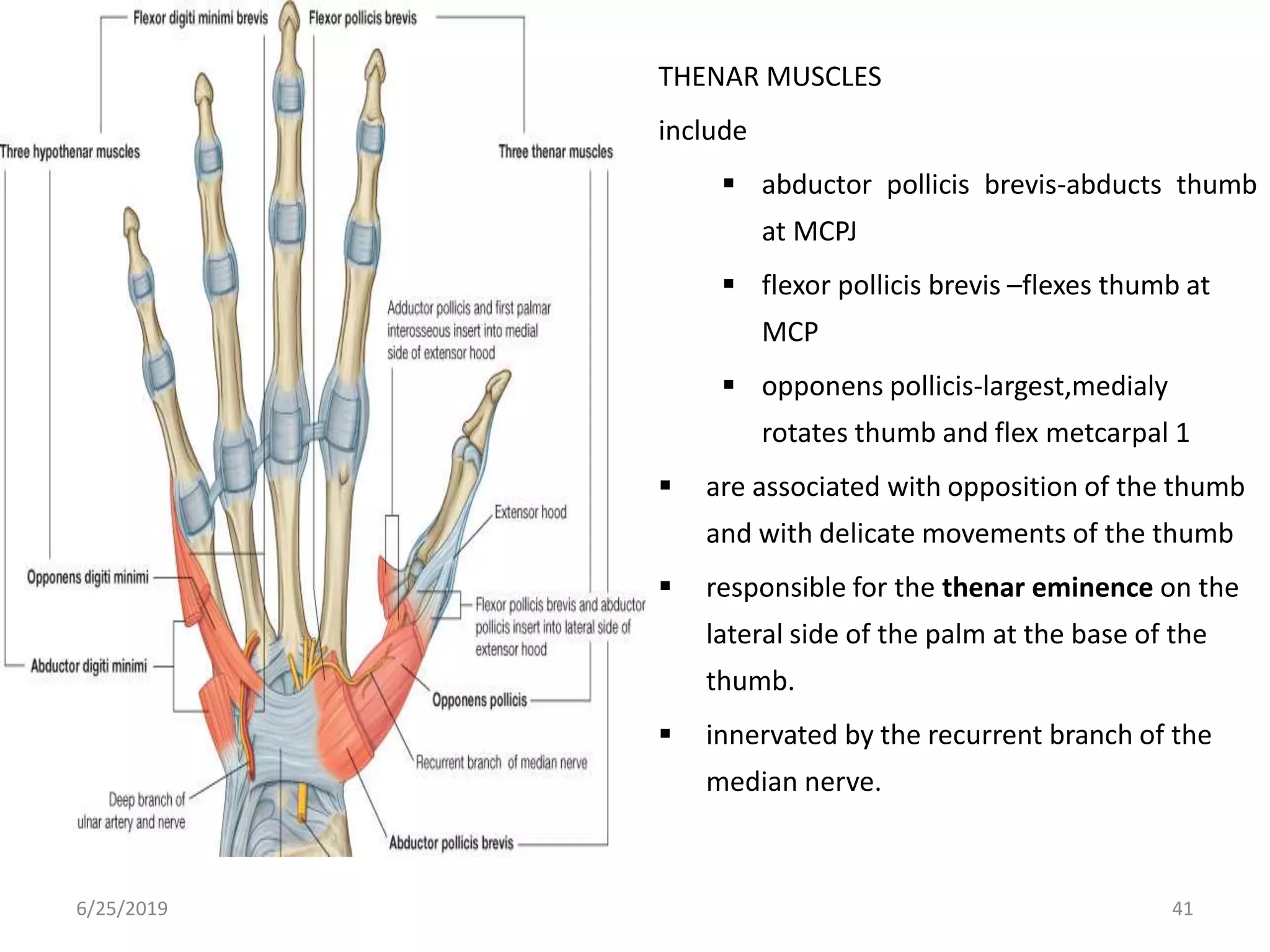 Surgical anatomy of the hand copy - copy | PPTX
