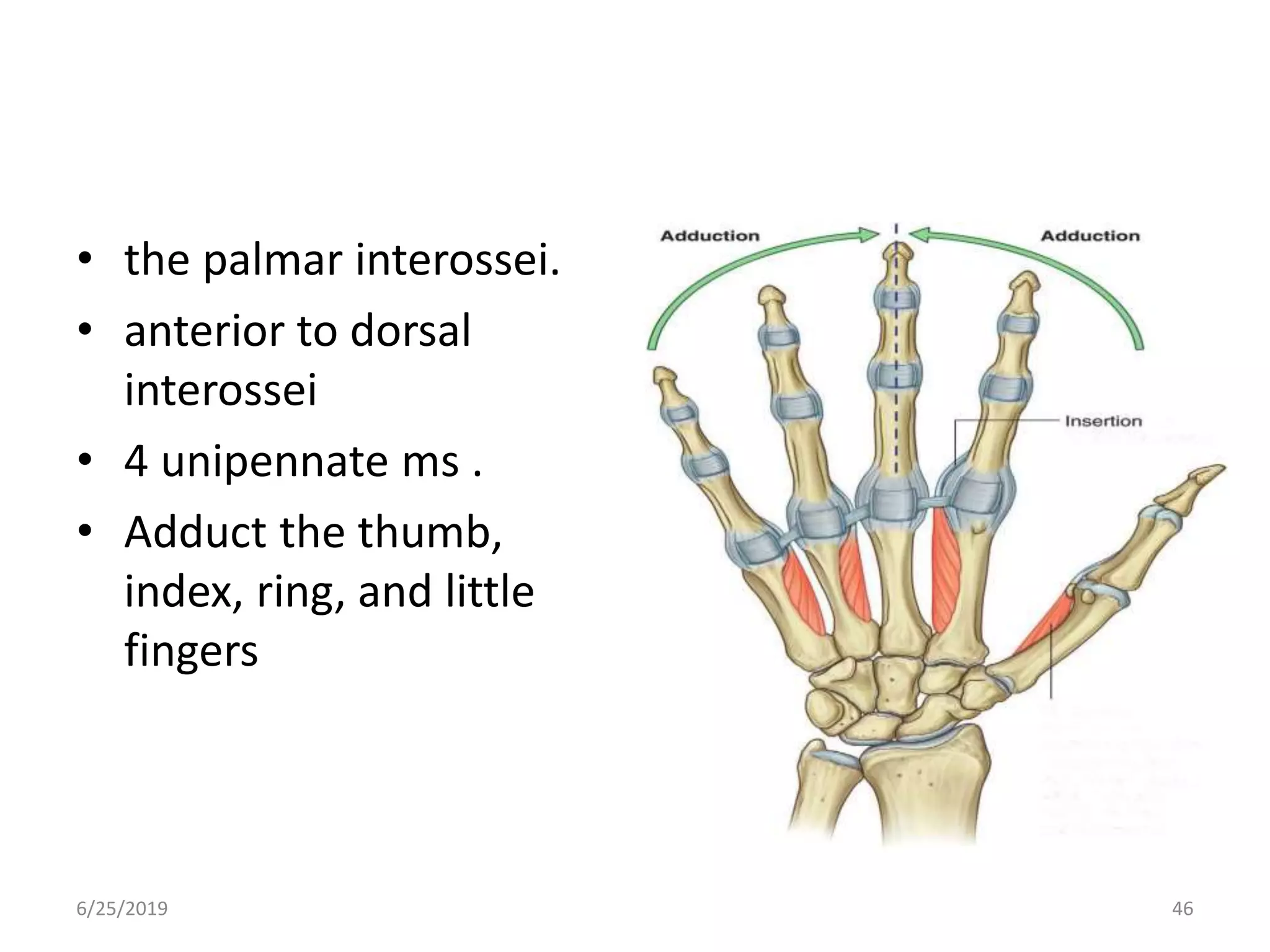 Surgical anatomy of the hand copy - copy | PPTX