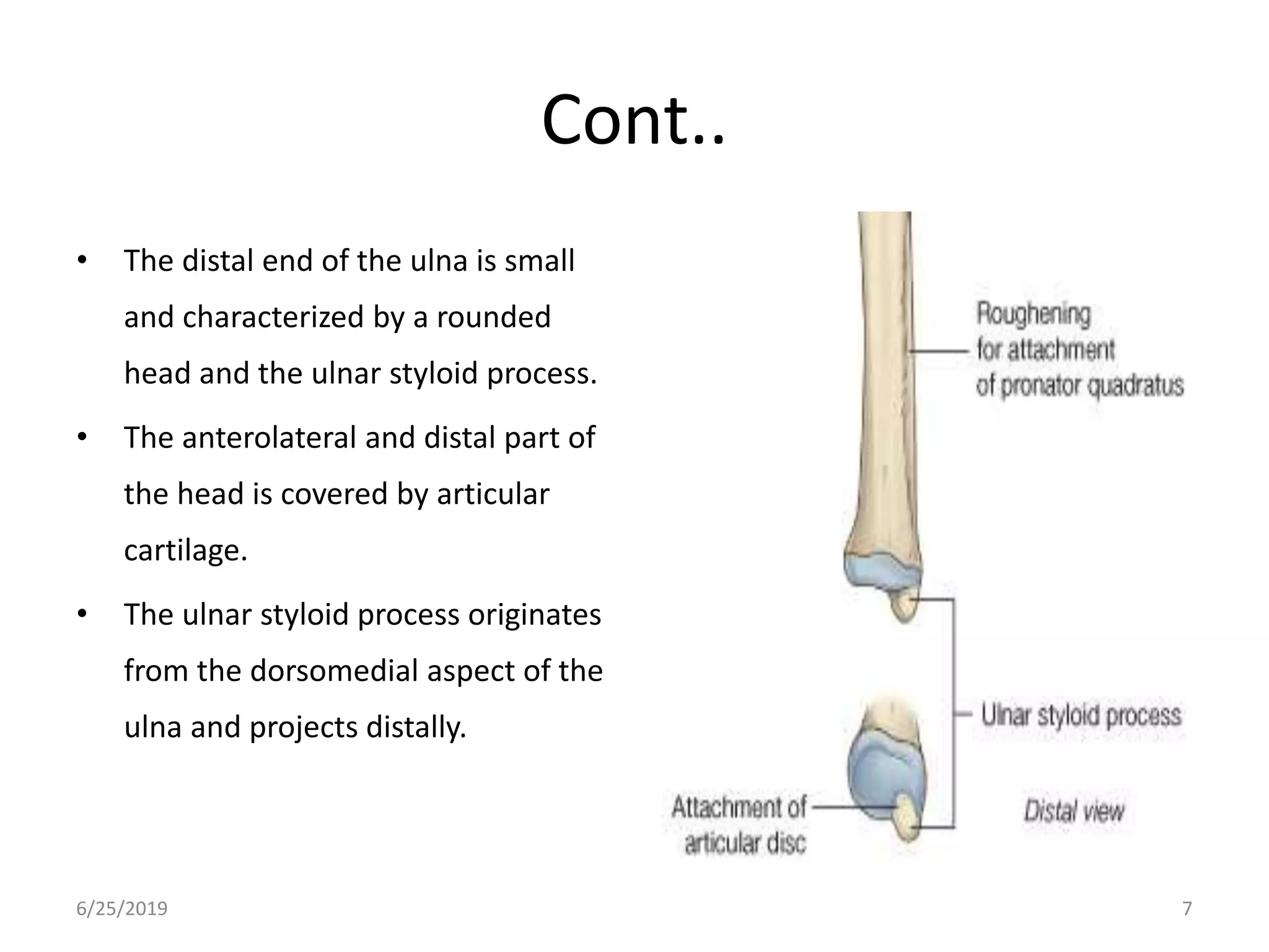 Surgical anatomy of the hand copy - copy | PPTX