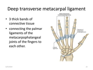 Surgical anatomy of the hand copy - copy | PPTX