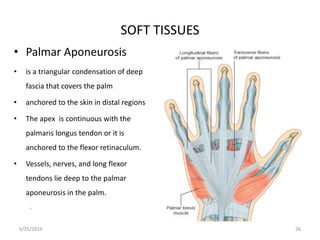 Surgical anatomy of the hand copy - copy | PPTX