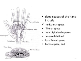 Surgical anatomy of the hand copy - copy | PPTX