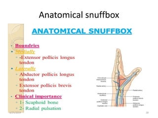 Surgical anatomy of the hand copy - copy | PPTX
