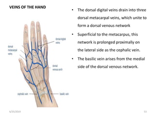 Surgical anatomy of the hand copy - copy | PPTX