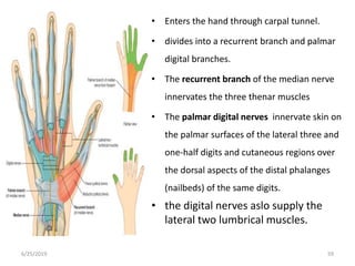 Surgical anatomy of the hand copy - copy | PPTX