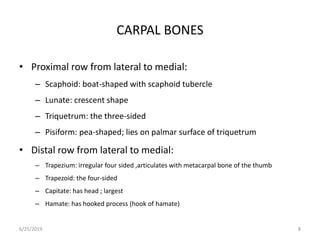Surgical anatomy of the hand copy - copy | PPTX