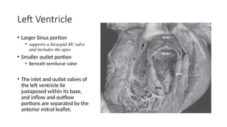 surgical anatomy of the heart, different chambers and their functions ...