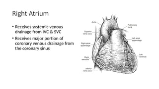 surgical anatomy of the heart, different chambers and their functions ...