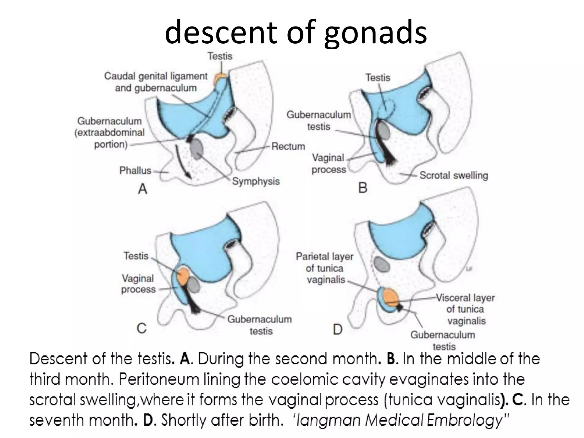 Surgical anatomy of the inguinal canal | PPTX