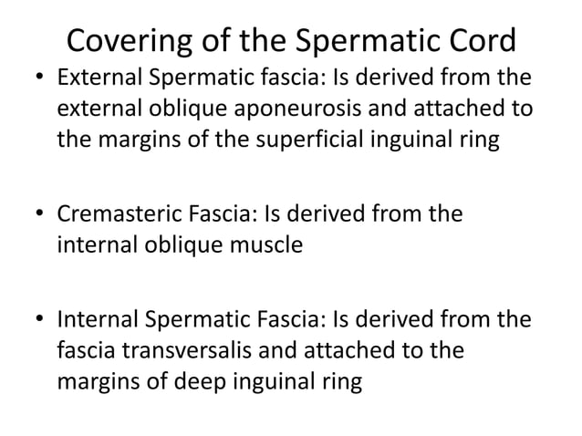 Surgical anatomy of the inguinal canal | PPTX