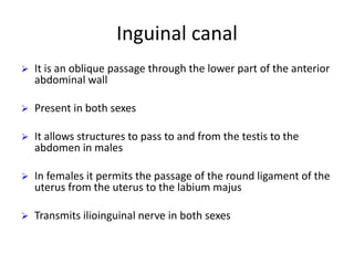 Surgical anatomy of the inguinal canal | PPTX