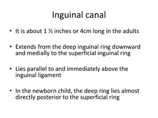 Surgical anatomy of the inguinal canal | PPT