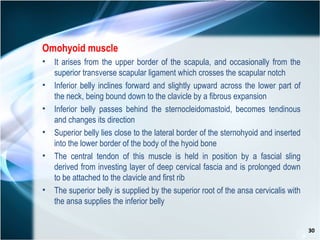 Surgical anatomy of the neck | PPT