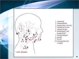 Surgical anatomy of the neck | PPT