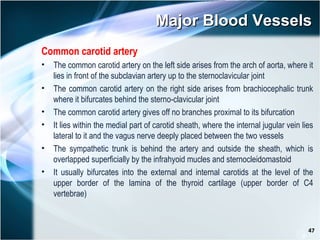 Surgical anatomy of the neck | PPT