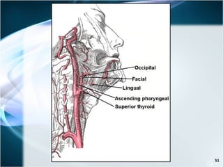Surgical anatomy of the neck | PPT