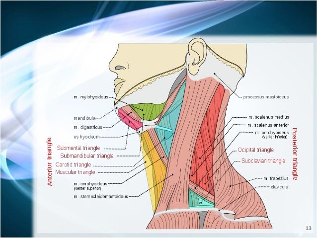 Surgical anatomy of the neck