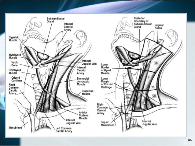 Surgical Anatomy Of The Head And Neck