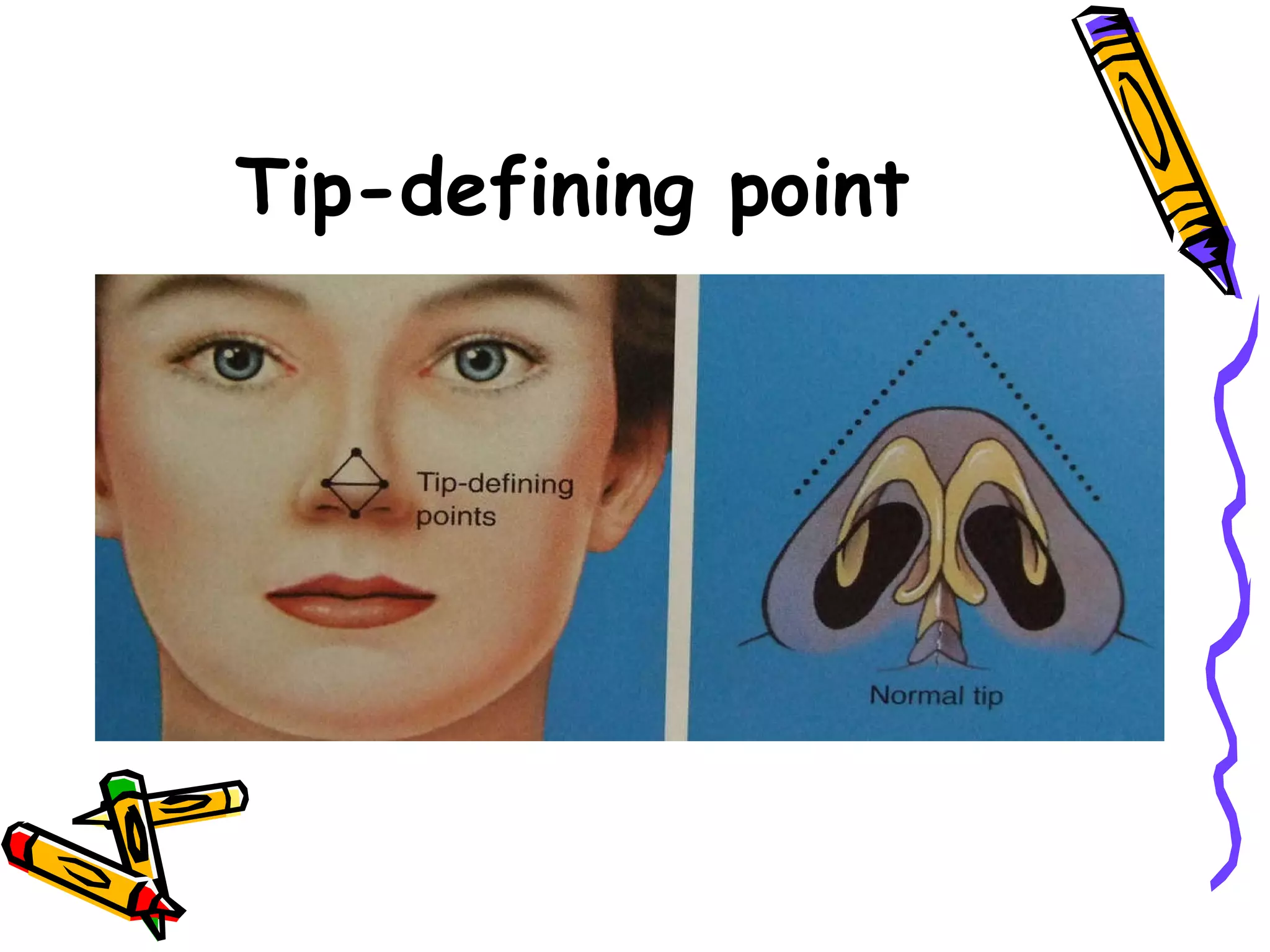 Surgical Anatomy Of The Nose | PPT