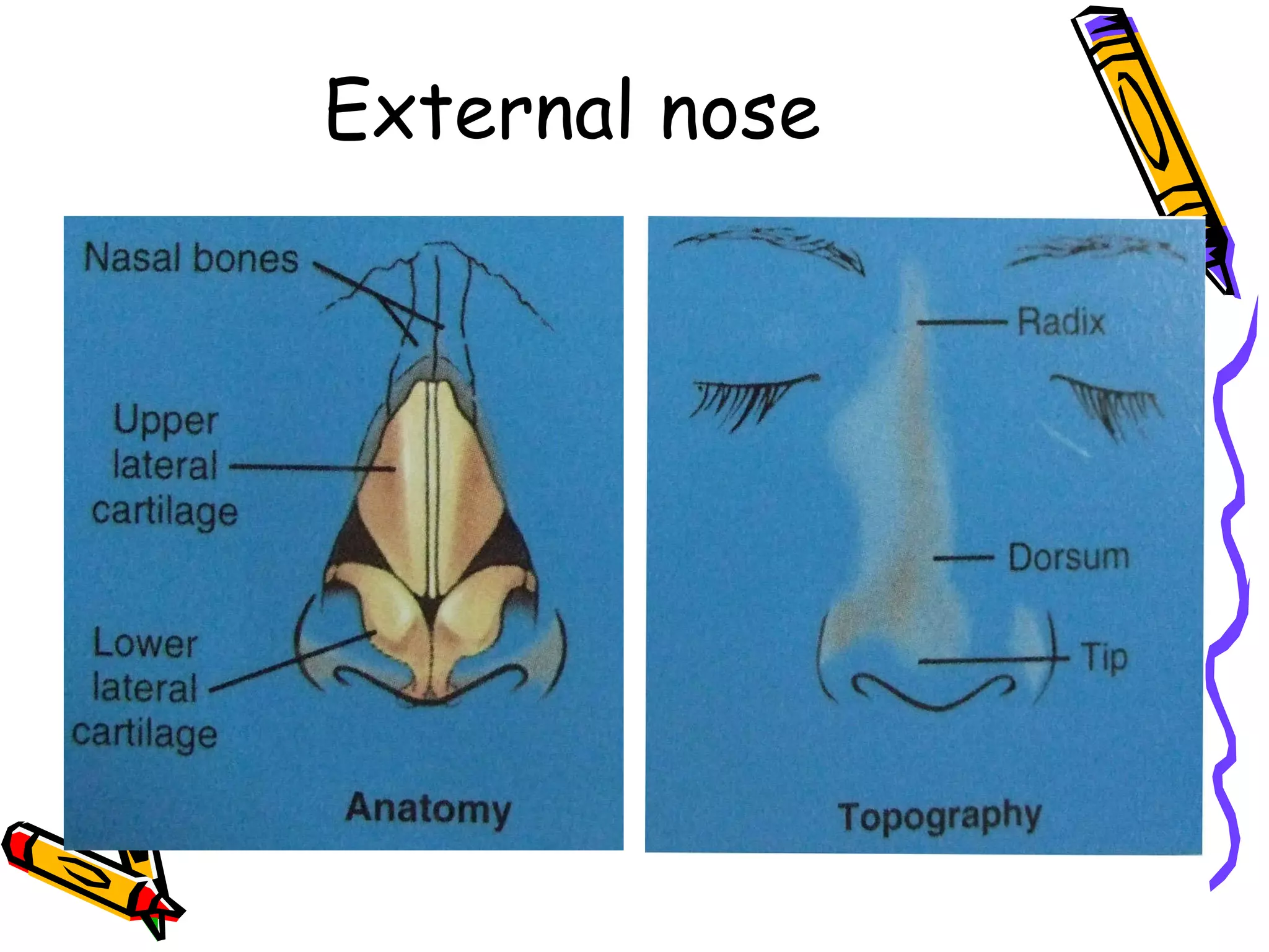 Surgical Anatomy Of The Nose | PPT