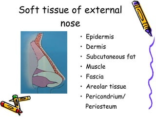 Surgical Anatomy Of The Nose | PPT